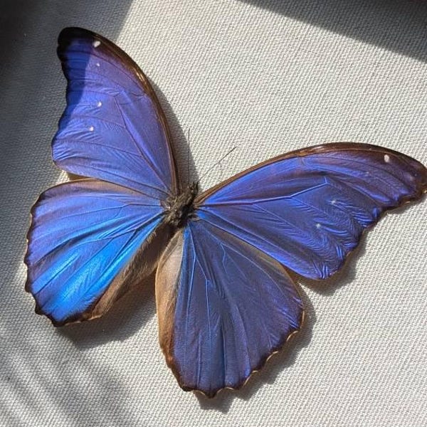 MJB Starter Insect Pinning Kit | Curated Kit for Beginners With ...