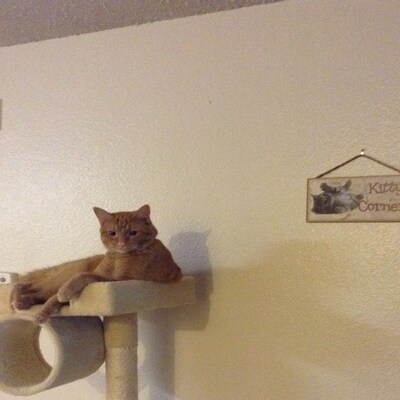 Kitty Corner 5 X 10 Feline Pet CAT SIGN Wall Kitten Plaque - Etsy