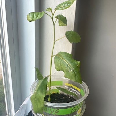 20pcs Hosta Plantaginea Fragrant Plantain Seeds Fire and Ice Shade Pink ...