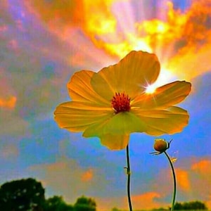 Chakras Meridians Nadis and Aura Clearing Healing and - Etsy