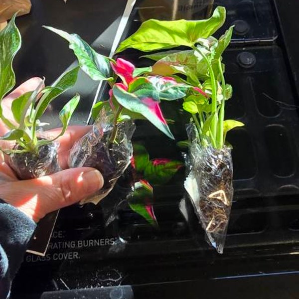 Philodendron White Princess 2 Starter Plant ALL STARTER PLANTS Require ...