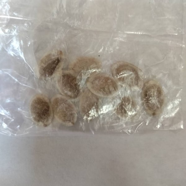 Kirsch Drapery Traverse Rod Carrier Slides for Traverse Rod - Etsy