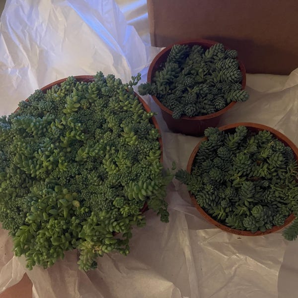 Sedum Dasyphyllum Major Blue Tears Sedum Live Succulent Plants 2" 4” 6 ...