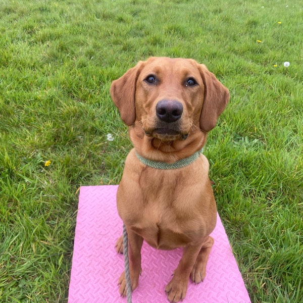 Dog Training Pivot Box and Place Board 2 Piece Bundle for Dog Agility ...