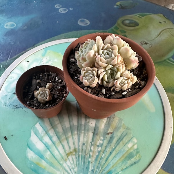 Echeveria Lincoln Maria-succulent - Etsy