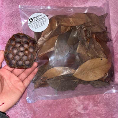 Lotus Head Pod - Etsy