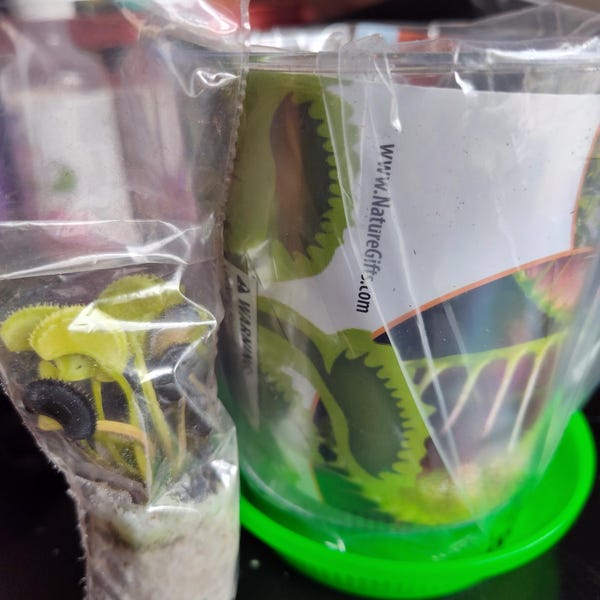 Live Venus Flytrap Plant Kit in 4.5 Terrarium Carnivorous Plant Food ...