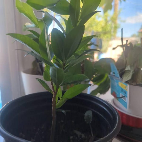 Tall Grafted 'giant Fuyu' Persimmon Tree - Fast Fruit Bearing - Rare ...