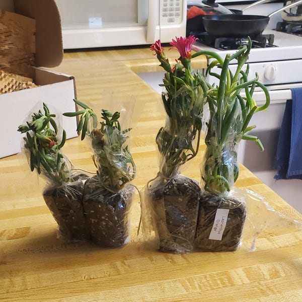 Micro Pepper Hot Pops Purple Ornamental Chili Pepper 15 Seeds - Etsy