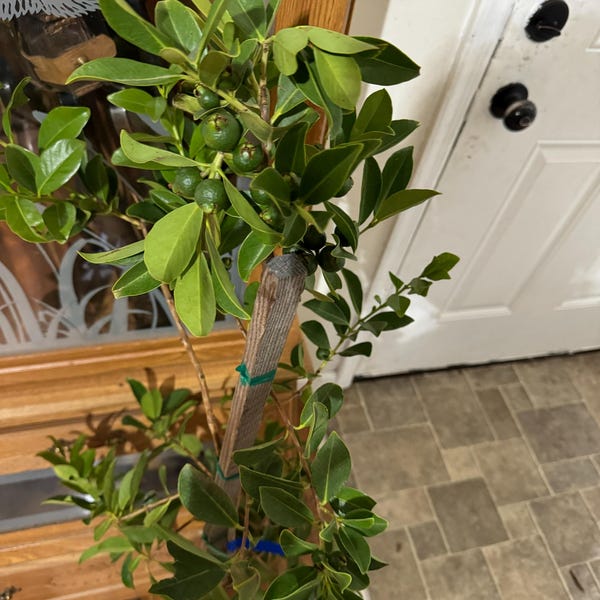 Longan Fruit Tree ( Kohala) Tropical Fruit Tree - Etsy