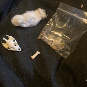 Bone, Skulls, and Oddities Mystery Bag - Etsy