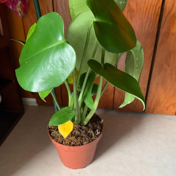Monstera Deliciosa Tropical Split Leaf Plant 4" Inch Pot | Indoor and ...