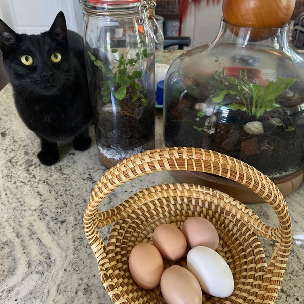 Vintage 70s / 80s NOS Pepsi Light Defunct Cola / Soft Drink Advertising ...