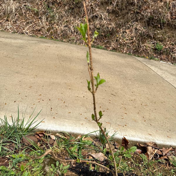 TWO Jonagold Peach Tree 1ft Now Self Fertile FREE Shipping! - Etsy