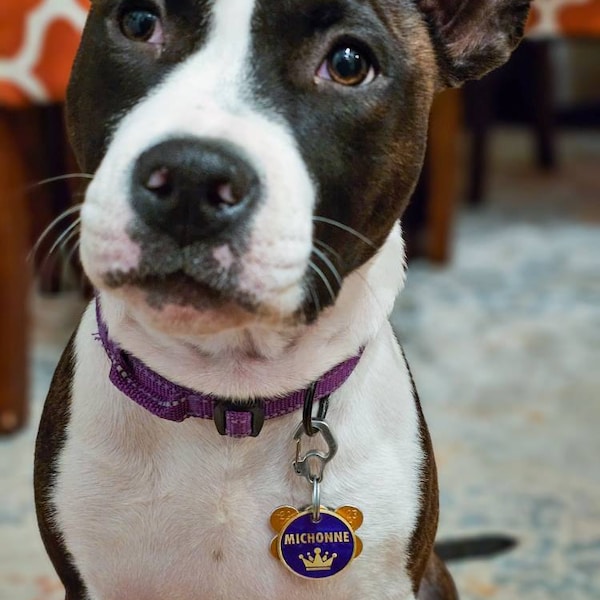 Engraved Crown Pet ID Tag - Cat or Dog Royal Purple and Gold Name Tag ...