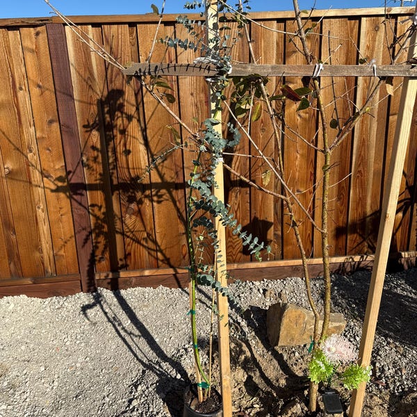 Flanders Fig Live Plant 2ft Tall Ship in 6 Pot - Etsy