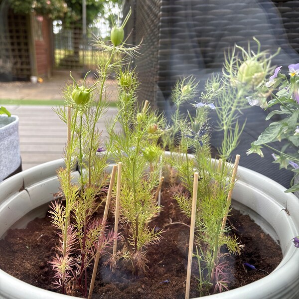 Asparagus Live Plants in 7cm Pots Ready to Plant Out! (connovers ...