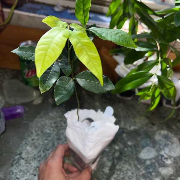 Longan Dimocarpus Dragon Eye Diamond River Seedling Plant Tropical ...