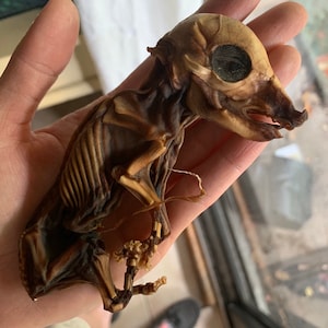 Petrified/mummified/preserved Fetal Piglet - Etsy