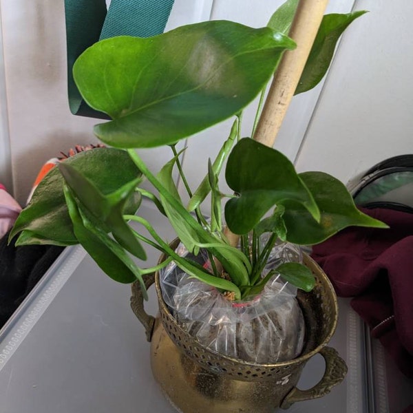 Monstera Deliciosa Tropical Split Leaf Plant 4" Inch Pot | Indoor and ...