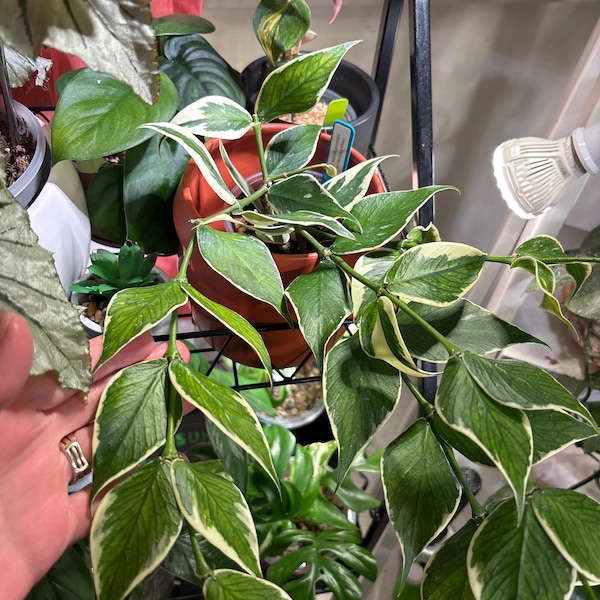 Scindapsus Salamount; Variegated Scindapsus Pictus Dark Cloud Salamount ...