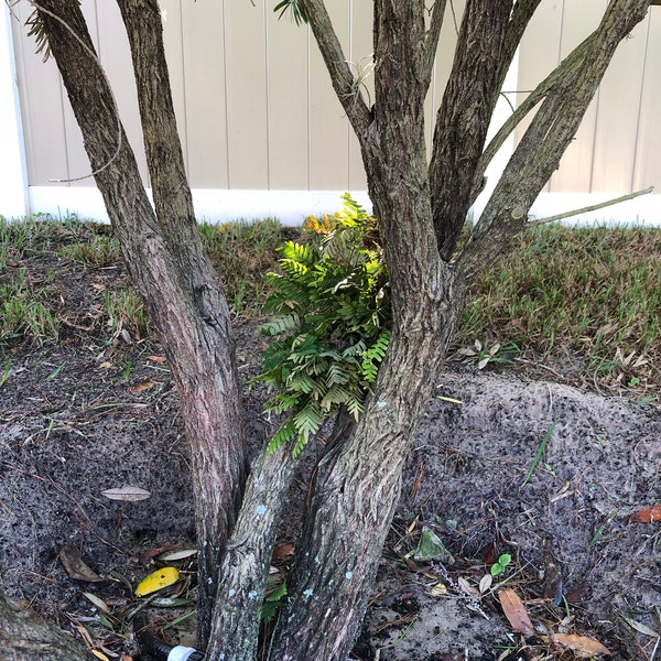 Egg Tree Seeds - Etsy