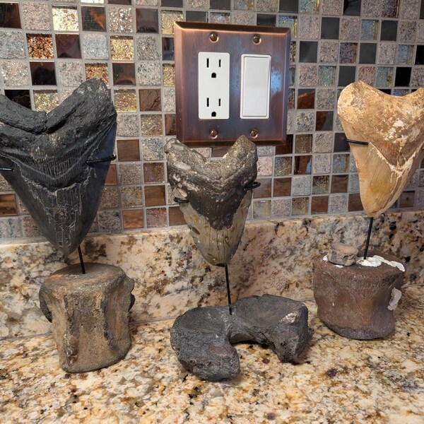 NICE Fossil Crinoid Barycrinus Rhombiferous Edwardsville Formation ...