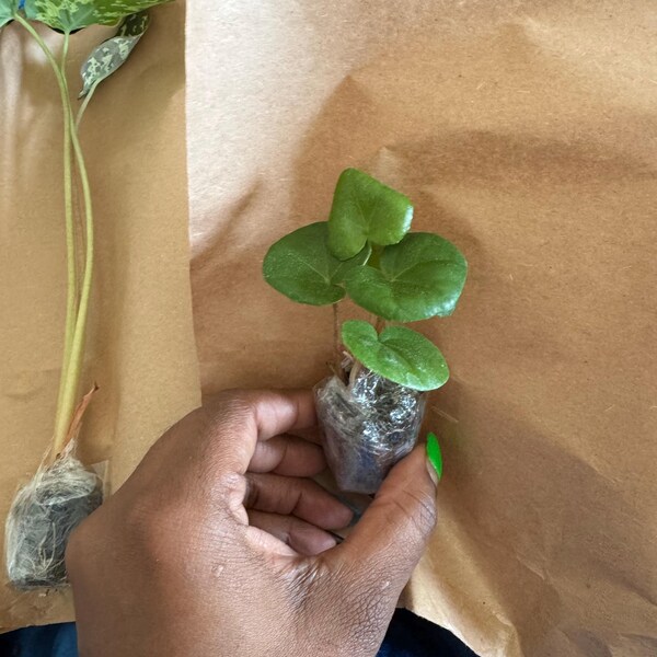 Chester Fern Starter Plant (ALL STARTER PLANTS Require You to Purchase ...