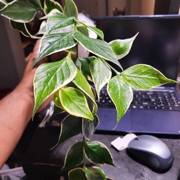 Scindapsus Salamount; Variegated Scindapsus Pictus Dark Cloud Salamount ...