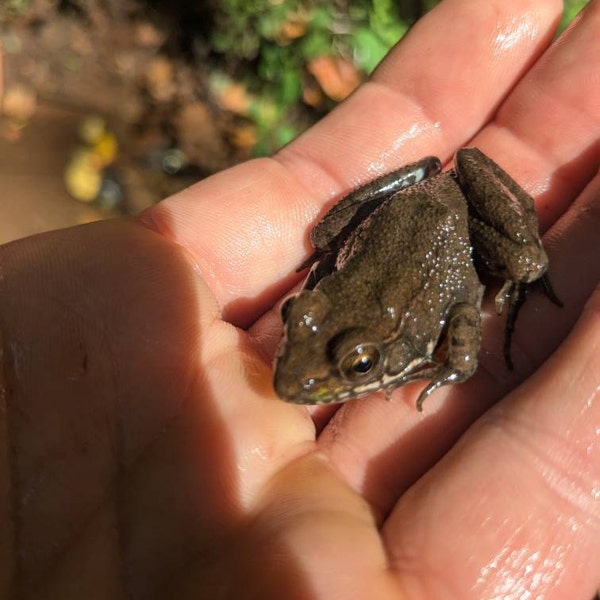 Cute Froggie ,custom Crochet Frog, Froggie's Sweater, Sweater to Fit ...