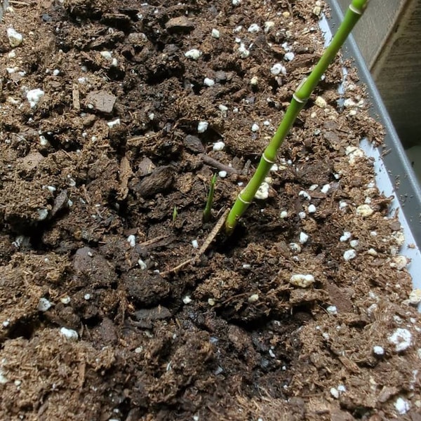 Red Margin Bamboo - Etsy