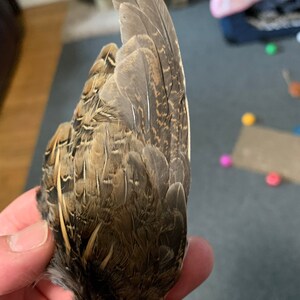 Dried Quail Wings4 for Crafts & Cats - Etsy