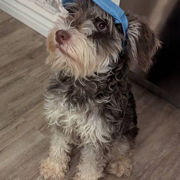 Dodgers Dog Baseball Hat: MLB LA Pet Cap With Magnetic Clip - Etsy