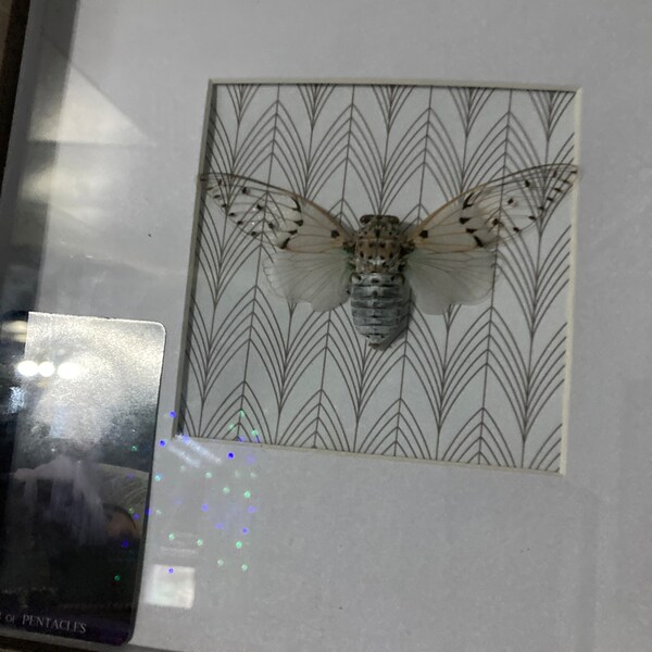 Tosena Splendida Spread, Blue Cicada , Real Cicada, Entomology, Real ...