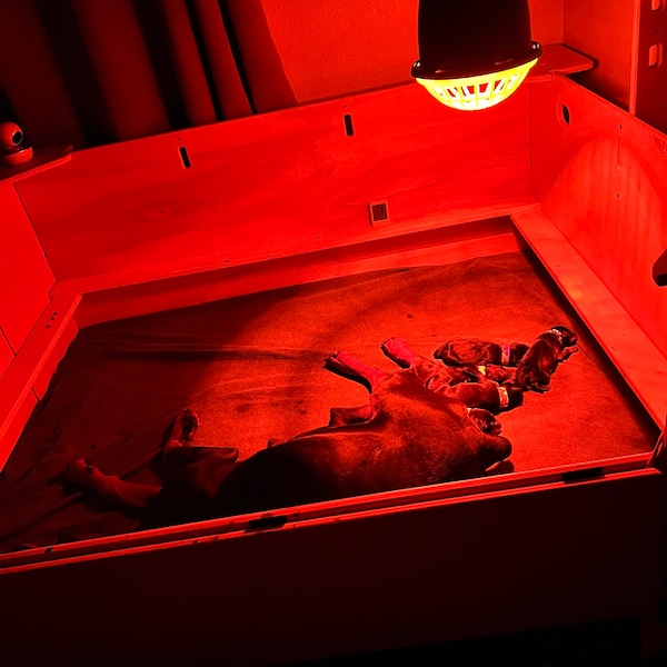 Whelping Box, Weaning Box, EXTRA LARGE, Dog/puppy Pen, Quickwhelp - Etsy