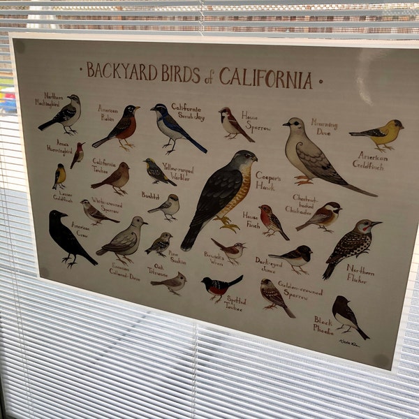 California Backyard Birds Field Guide Art Print / Watercolor Painting ...