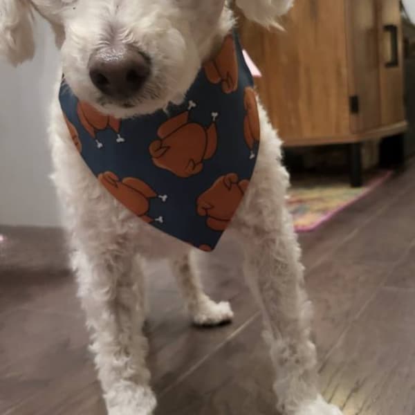 Rainbow Doxie, Curved Neck Snap on Dog Bandana, Winter Pet Collar ...