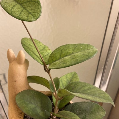 Hoya Fungii, Rare and Beautiful Hoya With Soft and Fuzzy Leaves, in 2.5 ...