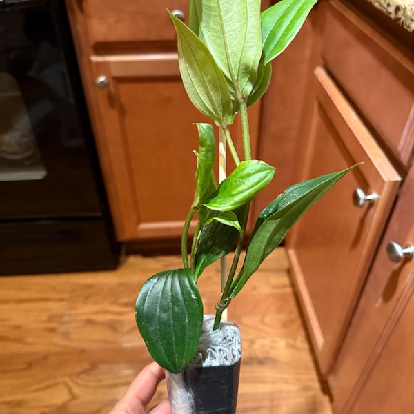 Royal Intenz Magnifica Medinilla Plant~~live Well Rooted Starter Plant ...