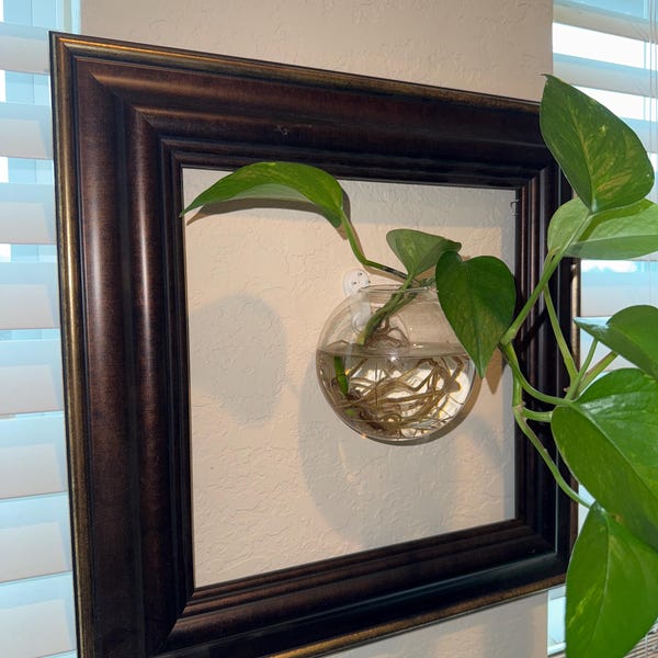 Hanging Glass Wall Planter Propagation Terrarium Vase Quick Hook - Etsy