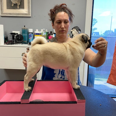 Dog Show Training Stack Box Toy Adult Size Stack Training 20 X 12 ...