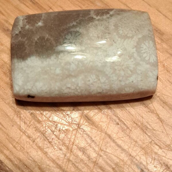 Fossil Coral Rectangle Stone! Wholesale Fossil Coral Cabochon Lot ...