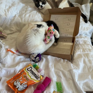 Personalised Cat Birthday Gift Box, Gotcha Day Presents, Pet ...