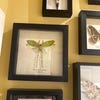 Real Large Tarantula Hawk Wasp Framed Taxidermy - Pepsis Grossa - Etsy