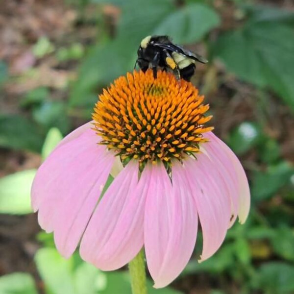 Pinewoods Milkweed | 5 Seeds | Asclepias Humistrata | Florida Native ...