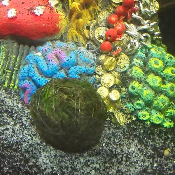 Large Java Moss Ball for Terrarium Planted Tank Live Aquarium ...