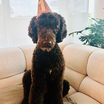 Cat Birthday Hat Pet Party Hat Puppy Birthday First Birthday Puppy First Birthday Birthday Party ...