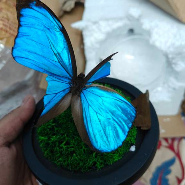 Preserved Blue Morpho Menelaus Butterfly in Glass Dome - Etsy