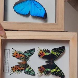 Morphidae Morpho Rhetenor Cacica Mounted Butterflies for Your Art ...
