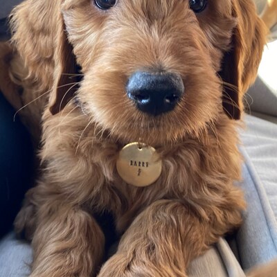 Simple Custom Hand Stamped Dog Tag, Dog Tags for Dogs, Pet Id Tag ...